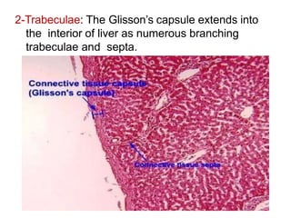 Histology of liver ppt | PPTX