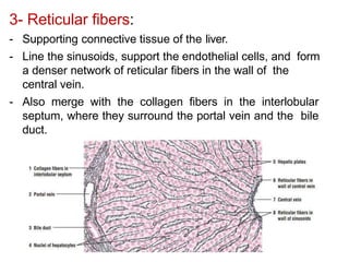 Histology of liver ppt | PPTX