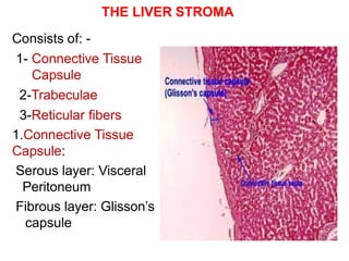 Histology of liver ppt | PPT