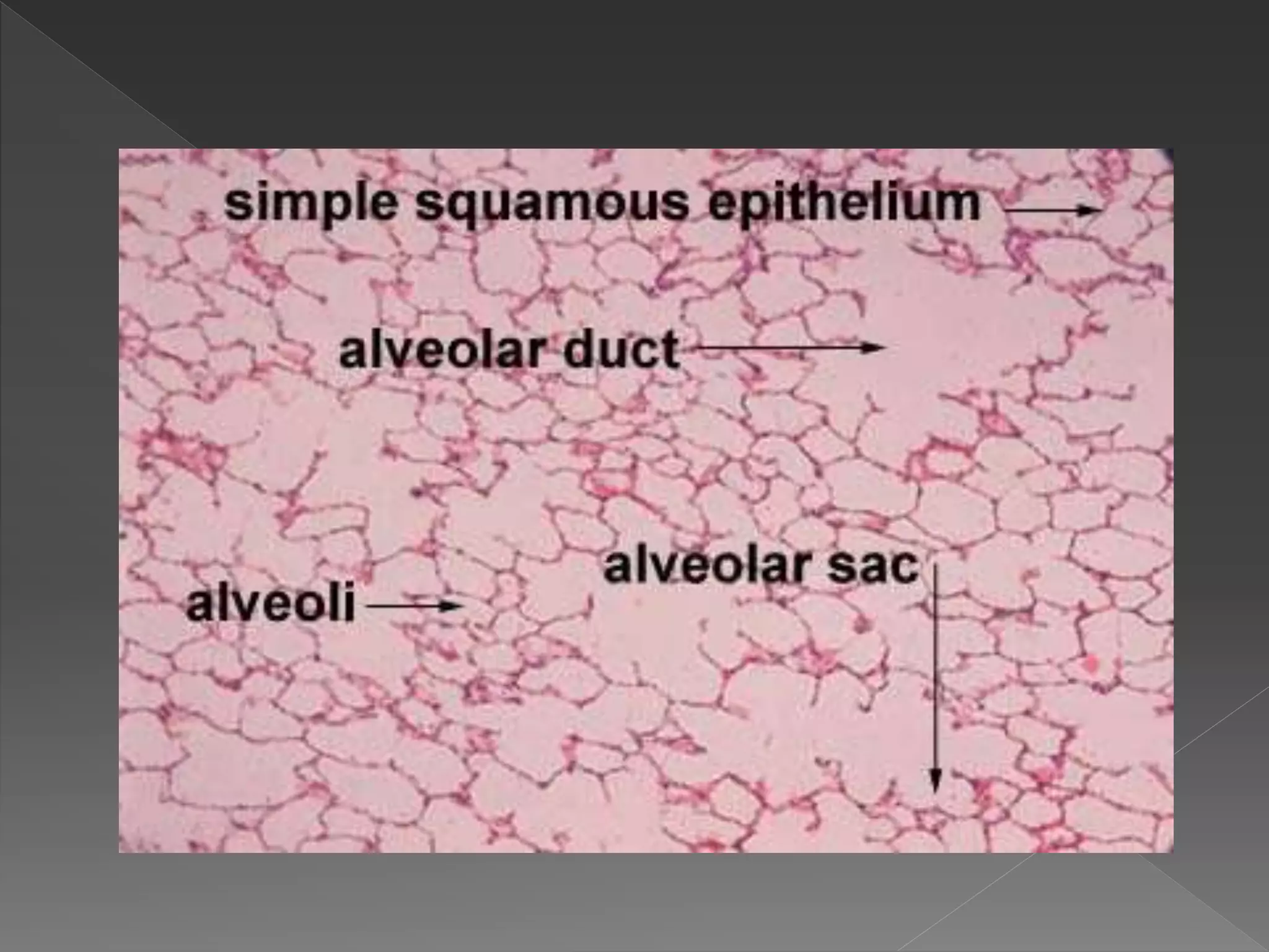 Alveolar Duct Histology Respiratory System Histology Embryology