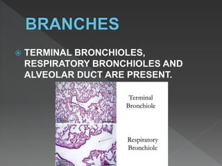 Histology of Lung | PPTX