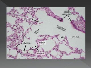 Alveolus Histology
