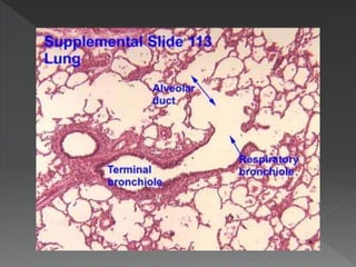 Lung Slide