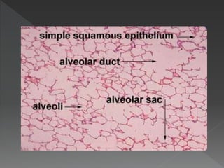 Simple Squamous Epithelium Lung Aveoli