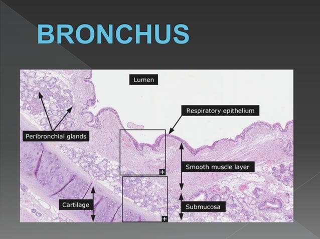Histology of Lung