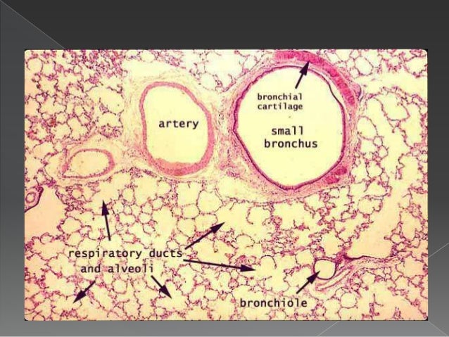Histology of Lung