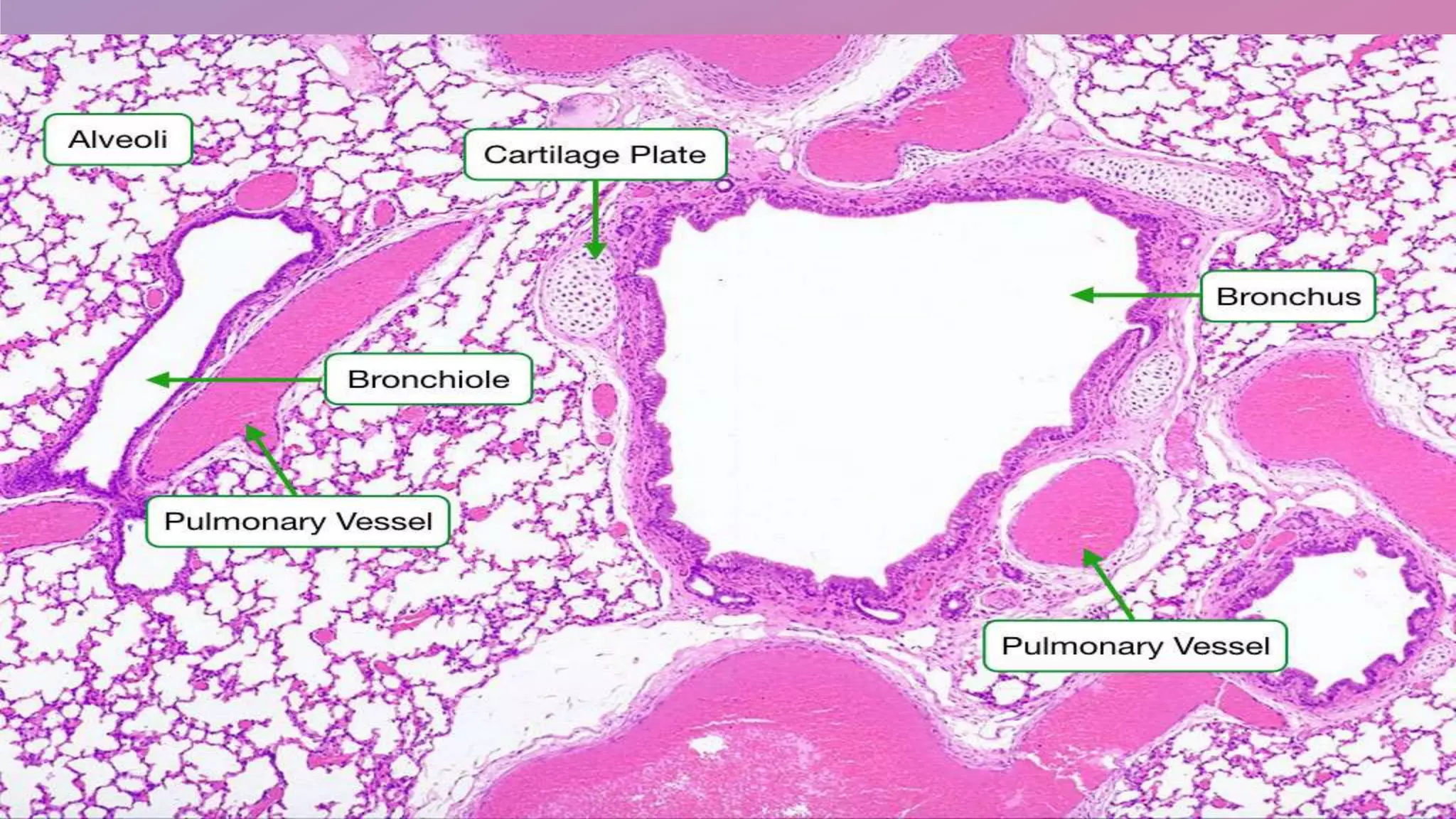 Histology of Lungs | PPTX