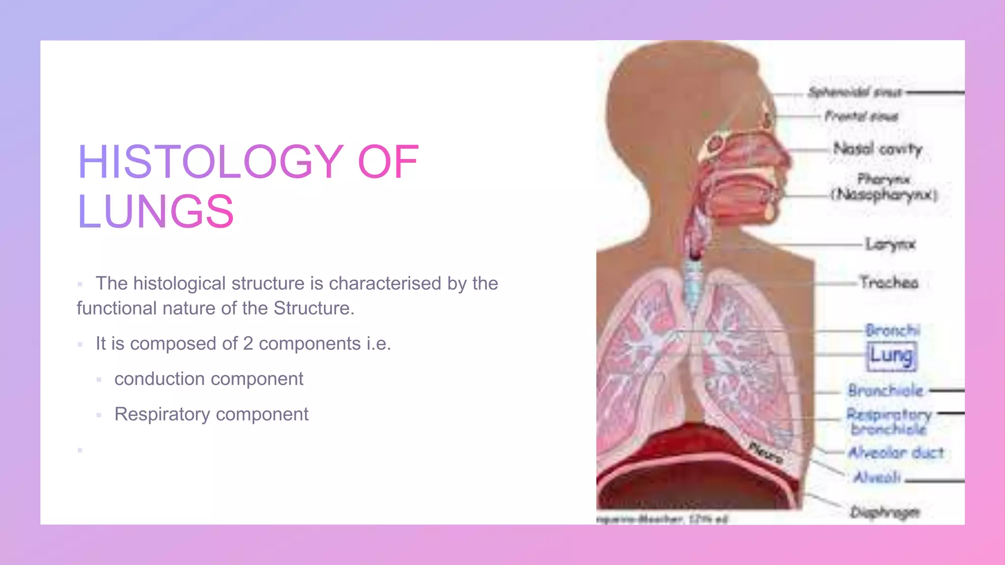 Histology of Lungs | PPTX