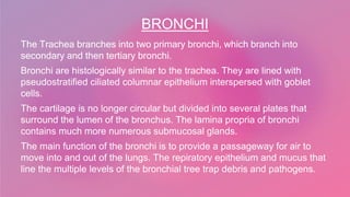 Histology of Lungs | PPTX
