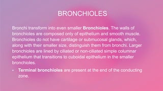 Histology of Lungs | PPTX
