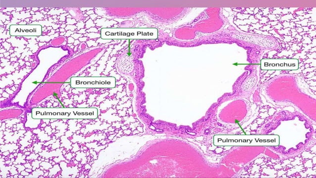 Histology Of Lungs PPTX Lung And Respiratory Health Diseases And