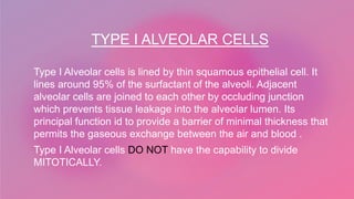 Histology of Lungs | PPTX