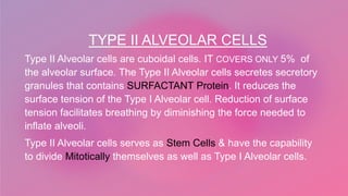 Histology of Lungs | PPTX