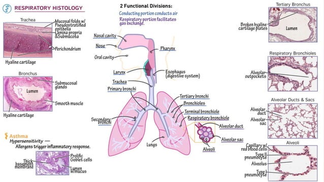 Histology of Lungs | PPTX | Lung and Respiratory Health | Diseases and ...