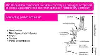 Histology of Lungs | PPTX