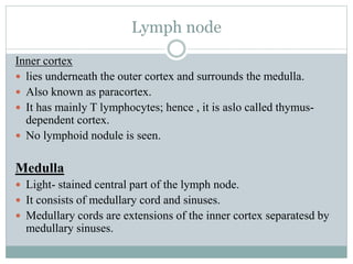 Histology of lymphatic system | PPTX