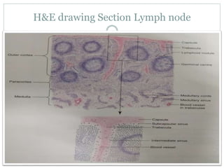 Lymph Nodes Histology Diagram
