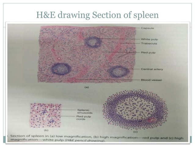 Histology of lymphatic system