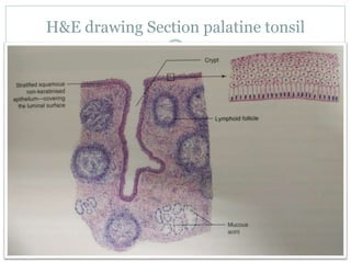 Tonsil Histology Labeled