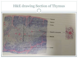 Lymph Node Histology Drawing