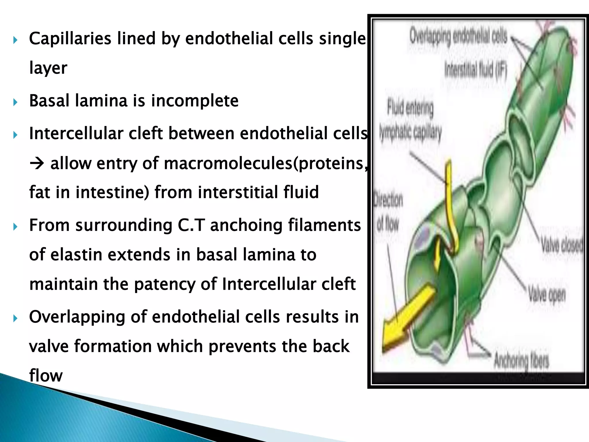 Histology of lymphatic vessels | PPTX