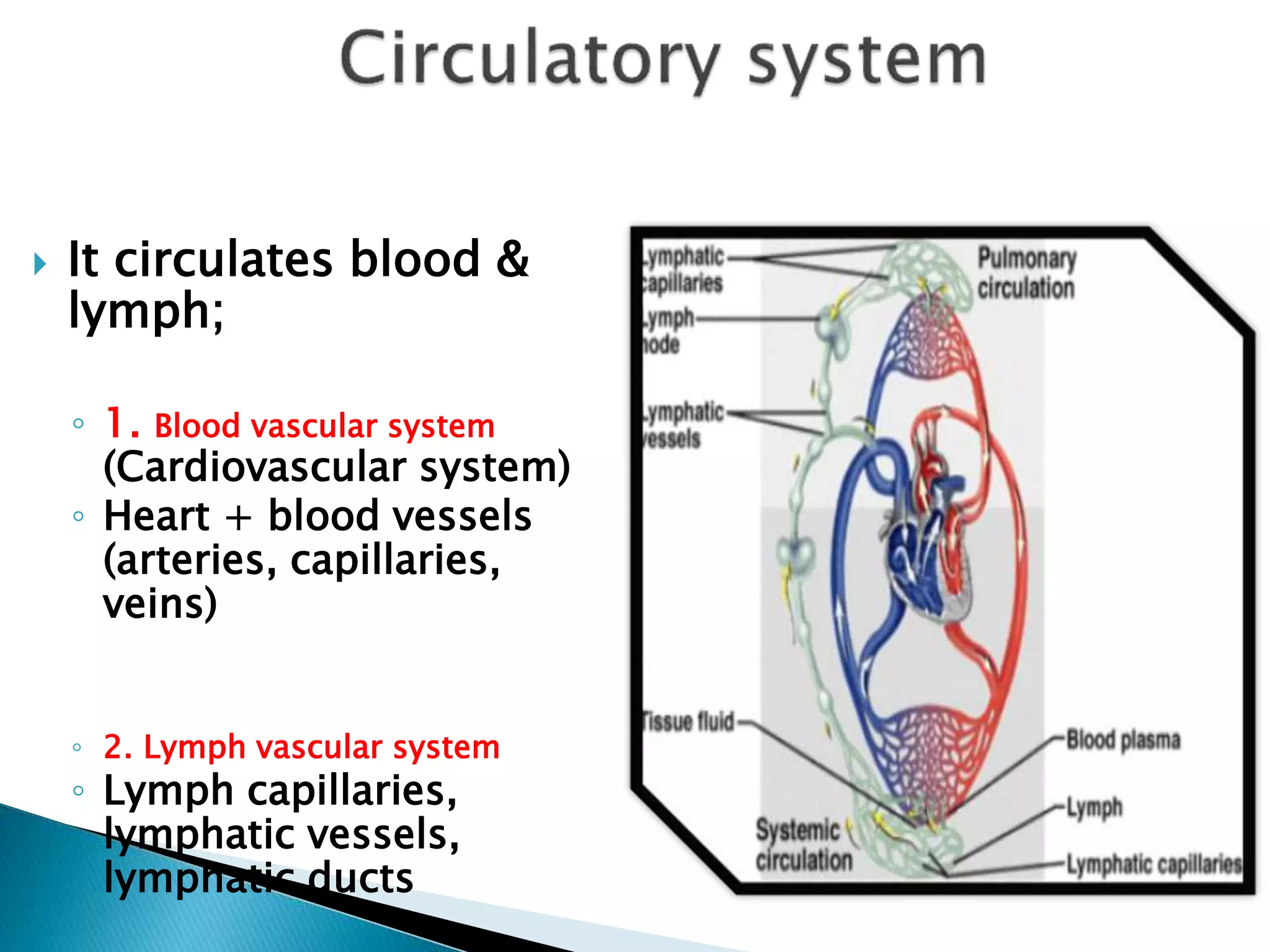 Histology of lymphatic vessels | PPTX