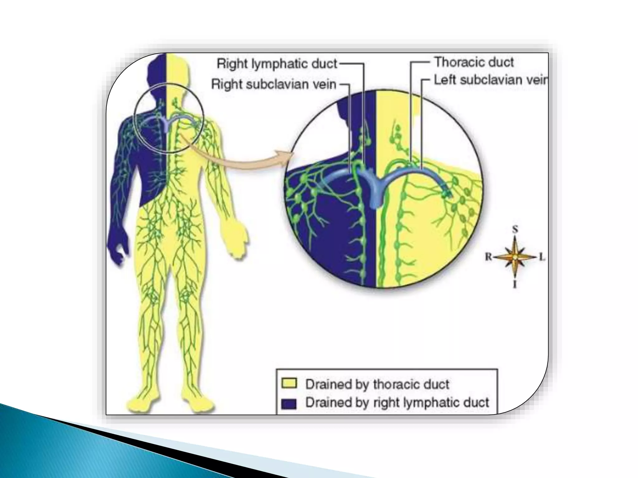 Histology of lymphatic vessels | PPTX