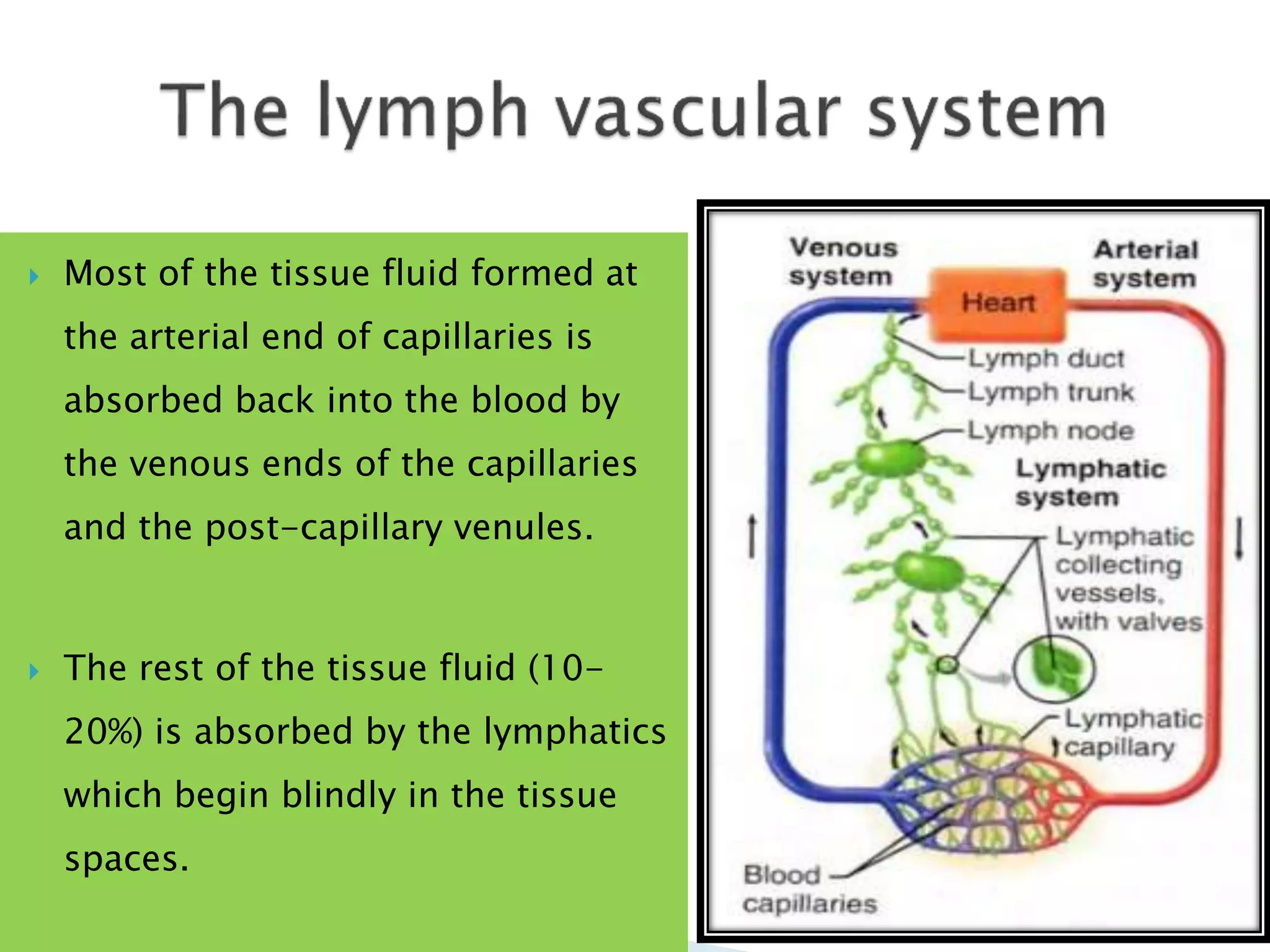 Histology of lymphatic vessels | PPTX