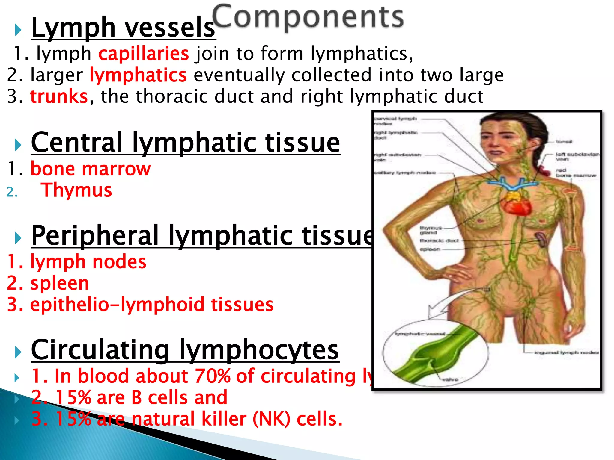 Histology of lymphatic vessels | PPTX