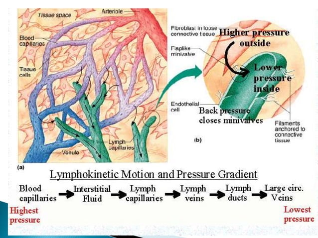 Histology of lymphatic vessels | PPTX