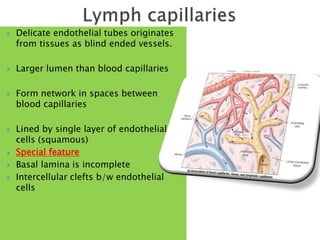 Histology of lymphatic vessels | PPTX