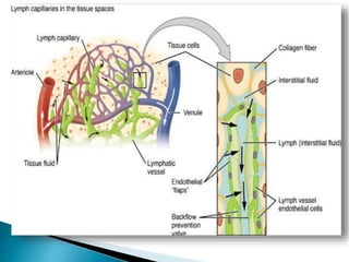 Histology of lymphatic vessels | PPTX