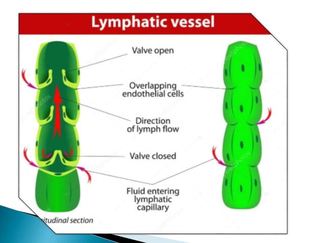 Histology of lymphatic vessels | PPTX