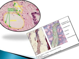 Histology of lymphatic vessels | PPTX