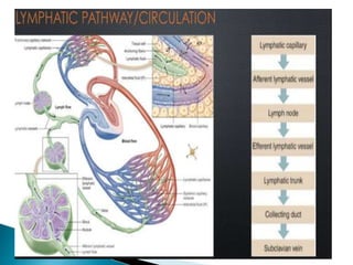 Histology of lymphatic vessels | PPTX
