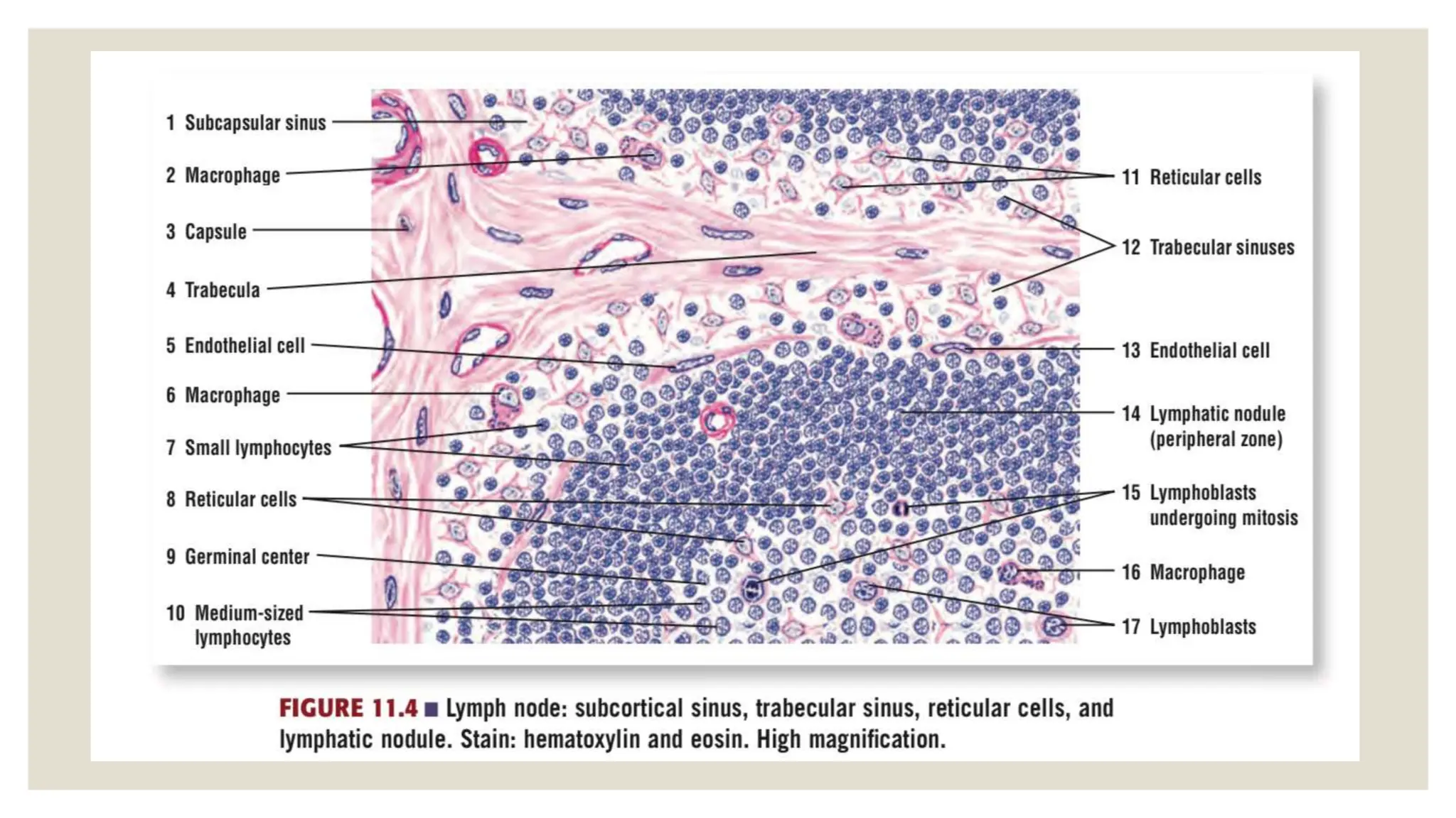 Histology of lymph node(lymph node histology) | PPTX