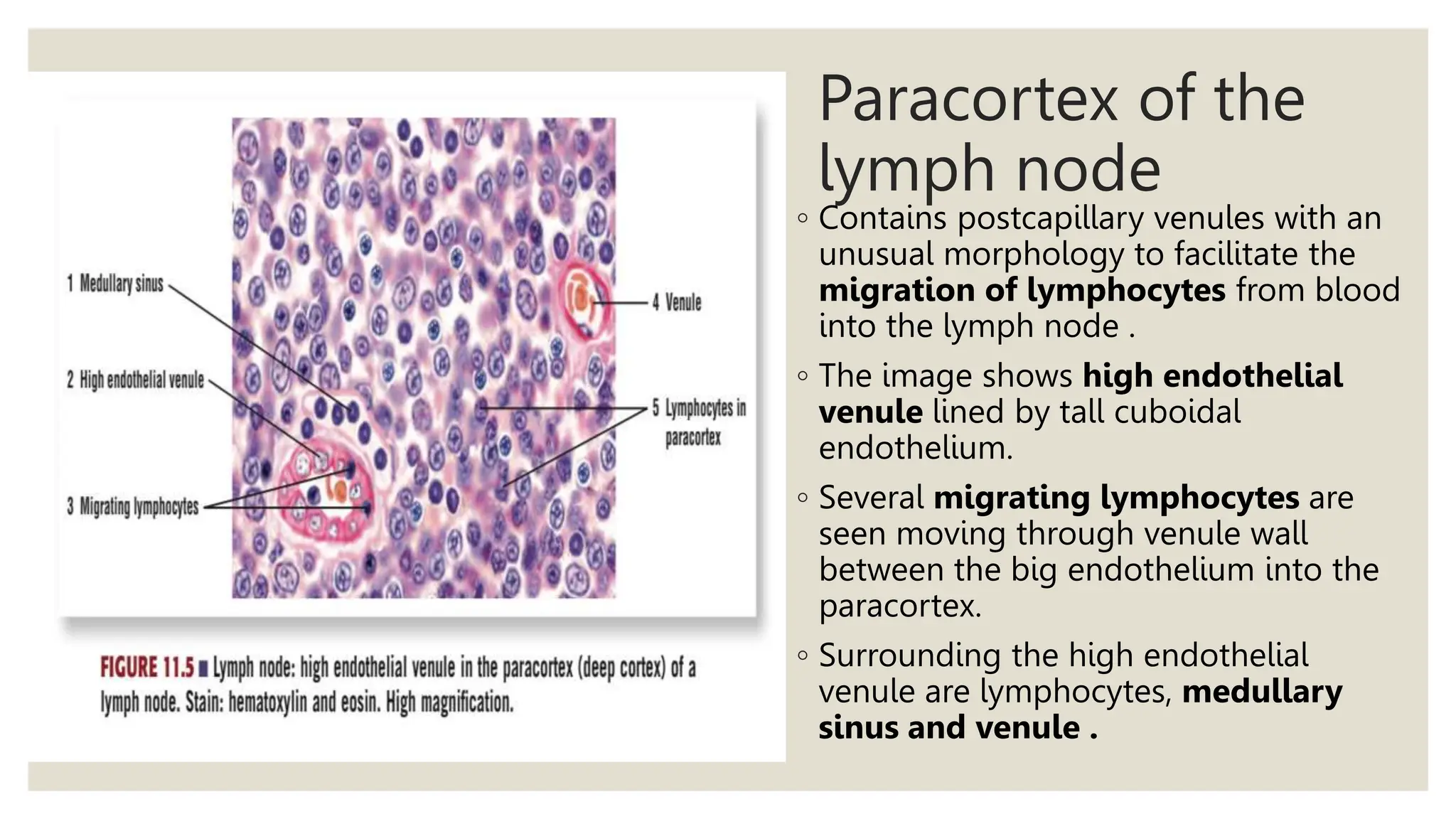 Histology of lymph node(lymph node histology) | PPTX