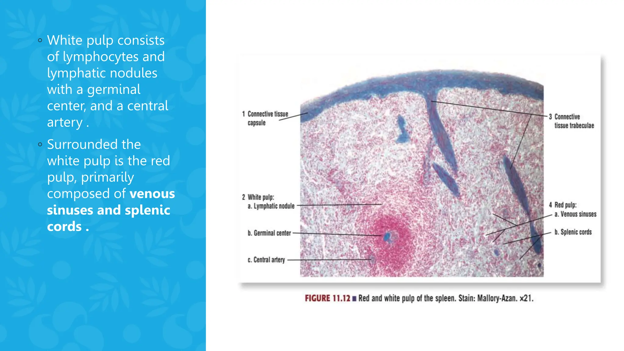Histology of lymph node(lymph node histology) | PPTX