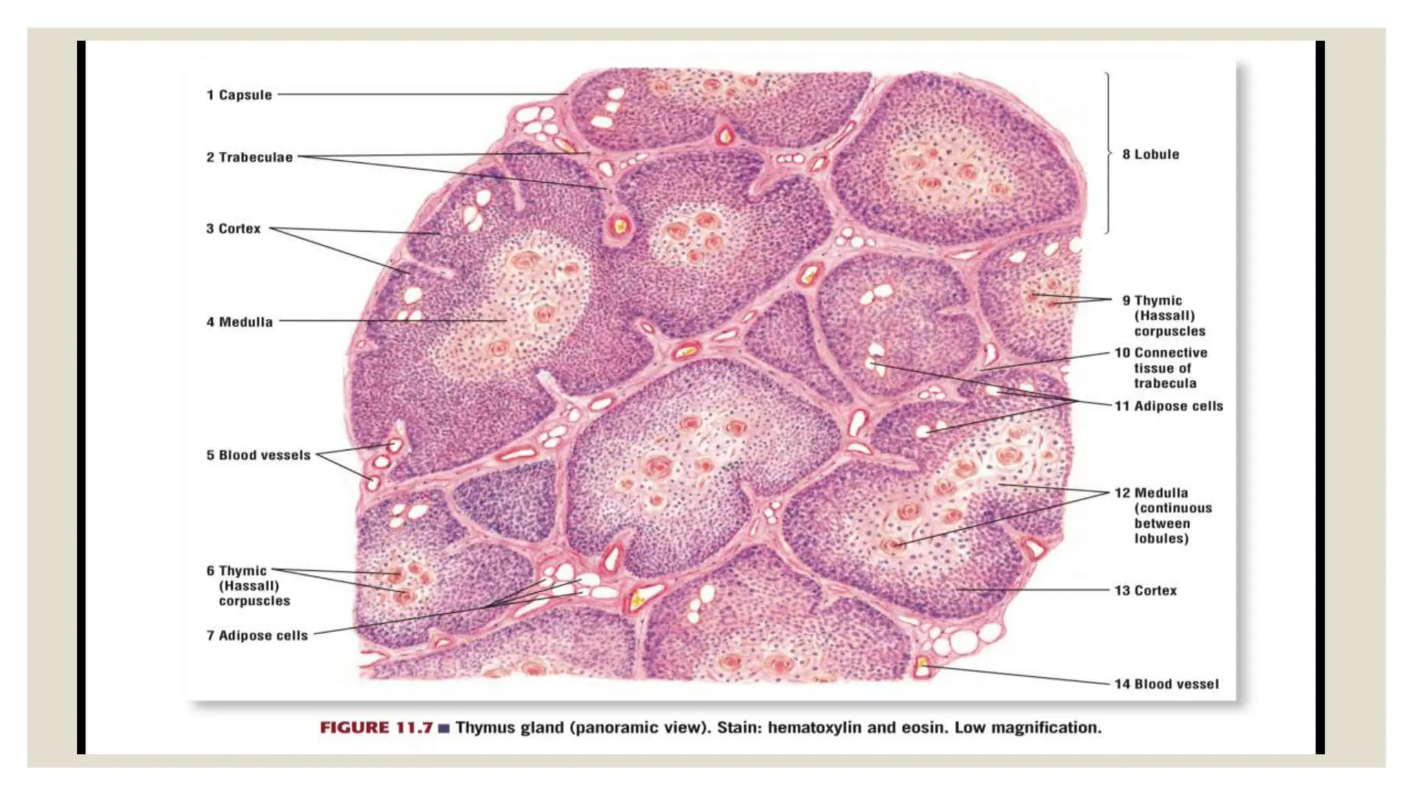 Histology of lymph node(lymph node histology) | PPTX