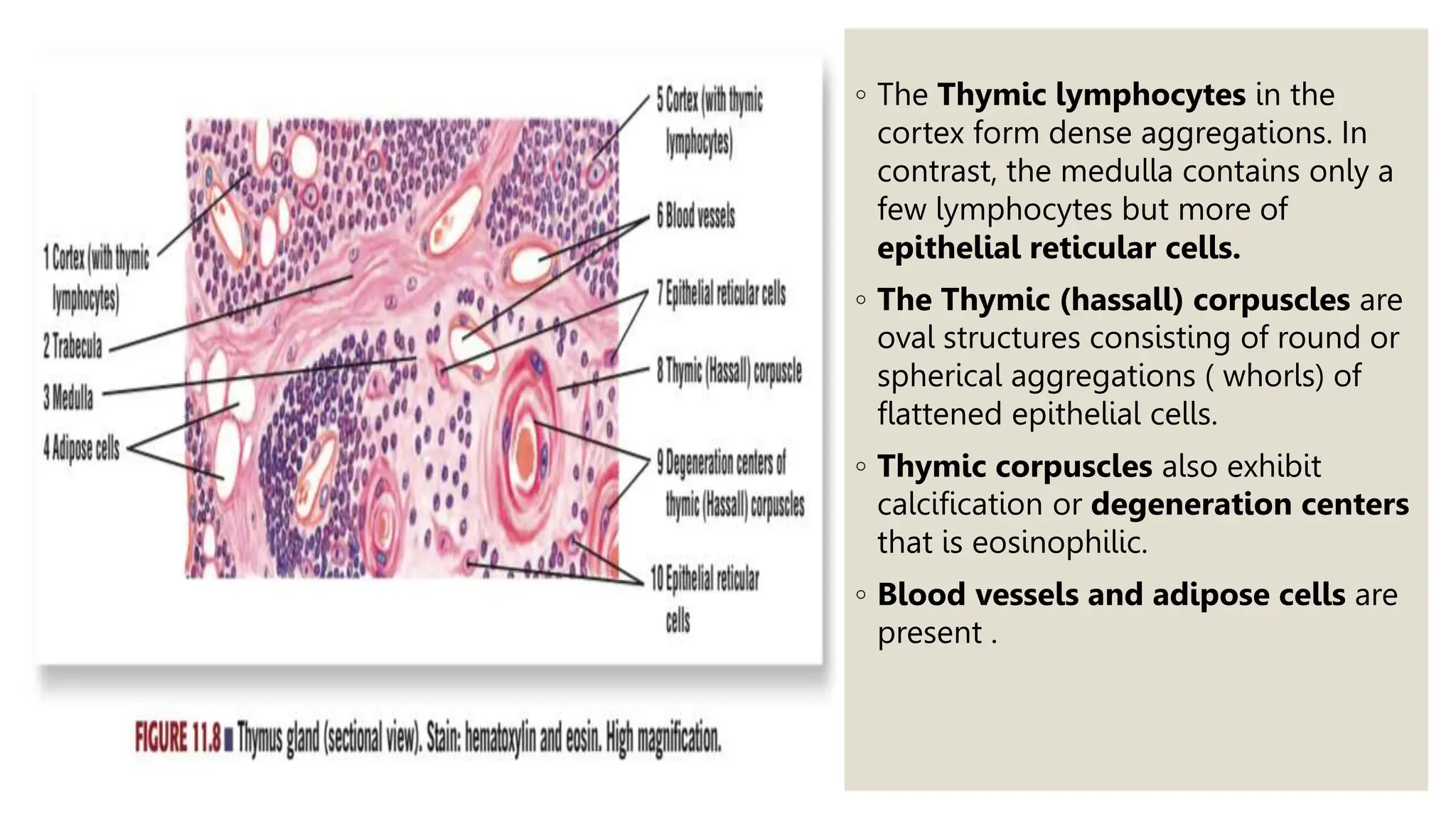 Histology of lymph node(lymph node histology) | PPTX
