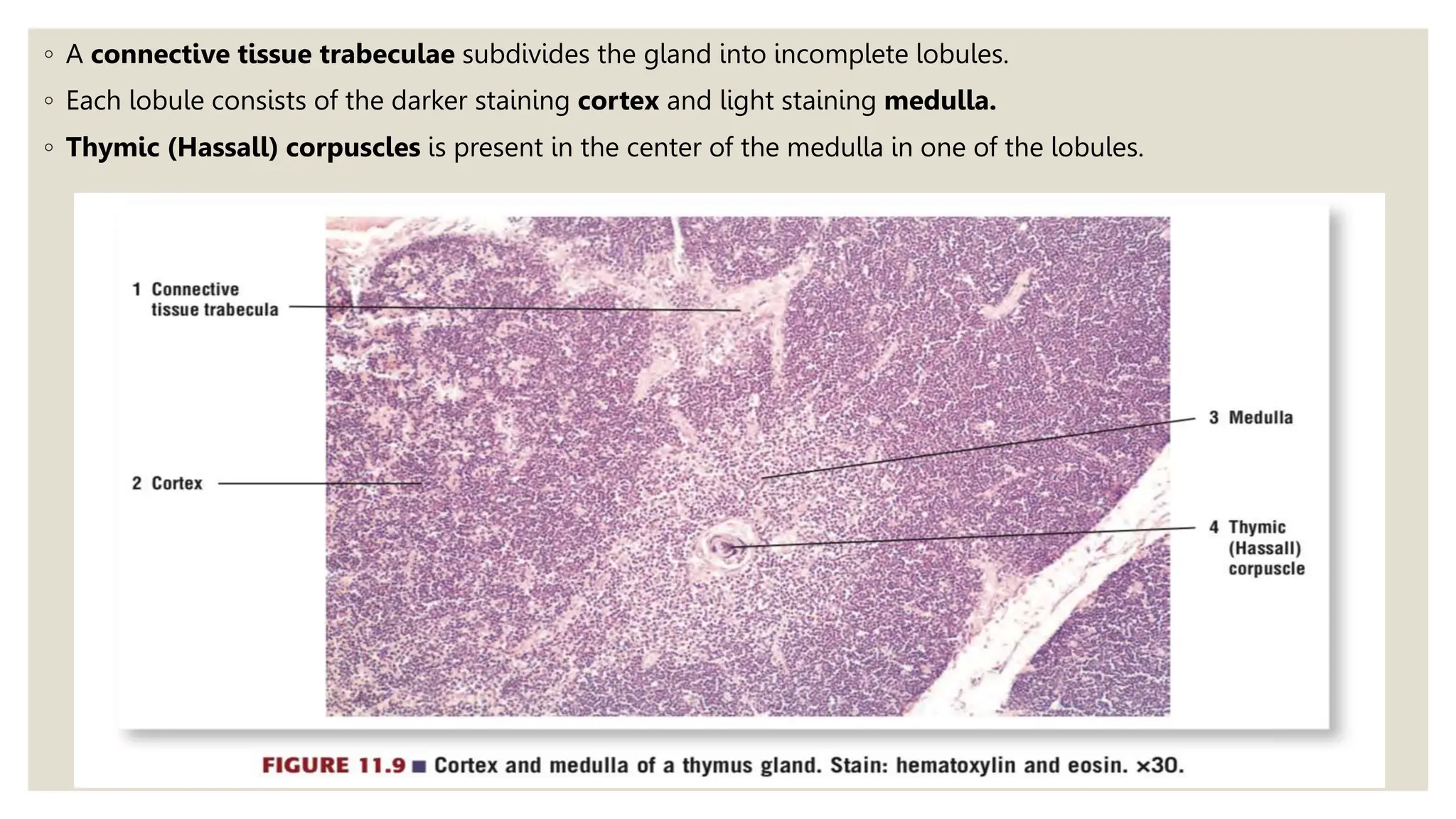 Histology of lymph node(lymph node histology) | PPTX