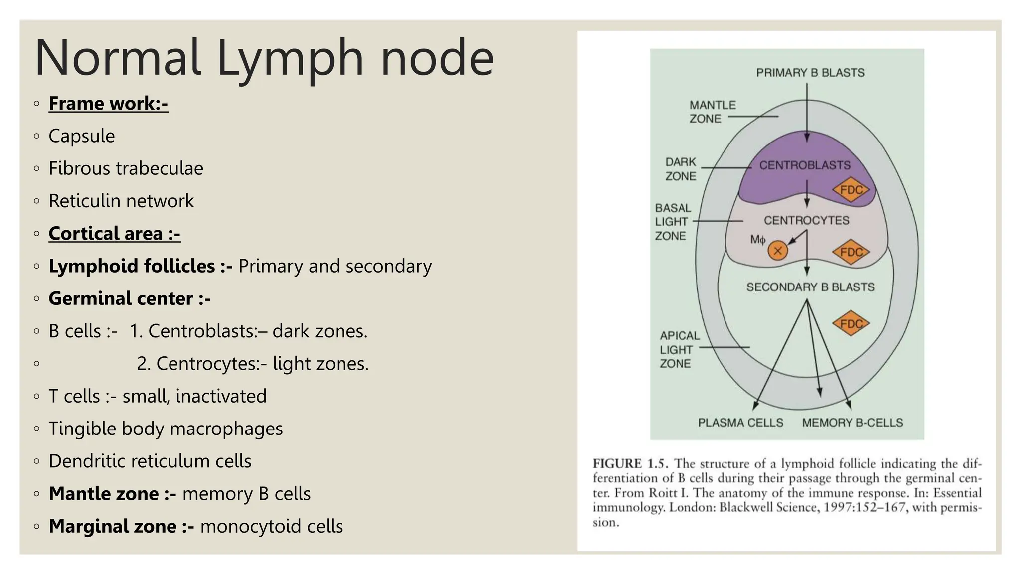 Histology of lymph node(lymph node histology) | PPTX