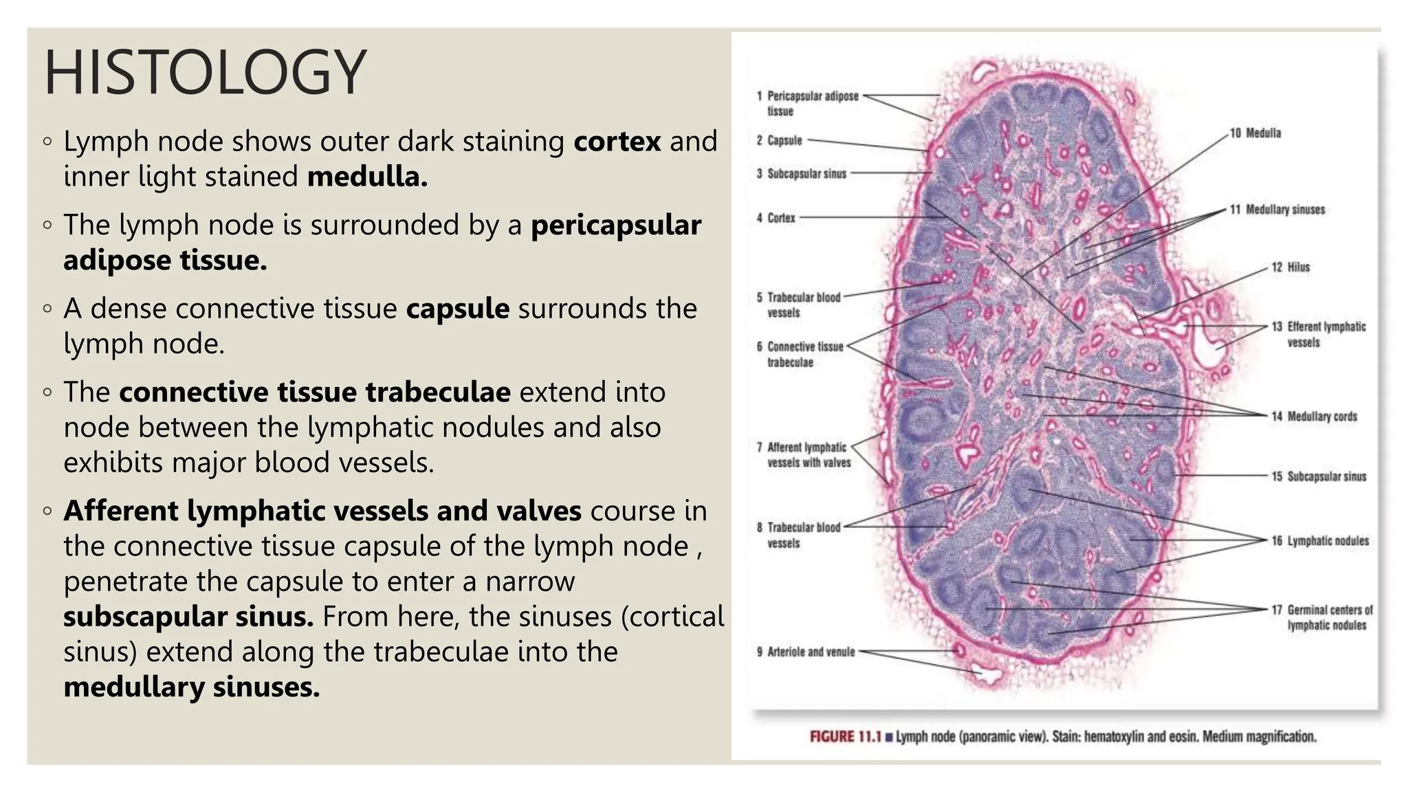 Histology of lymph node(lymph node histology) | PPTX