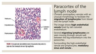 Histology of lymph node(lymph node histology) | PPTX