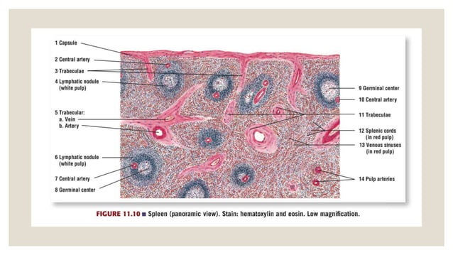 Histology Of Lymph Node Lymph Node Histology Pptx