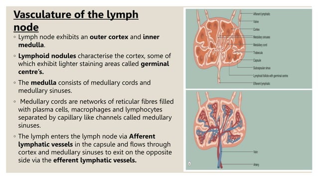 Histology Of Lymph Node Lymph Node Histology Pptx