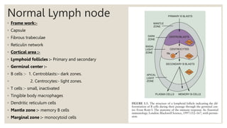 Histology of lymph node(lymph node histology) | PPTX