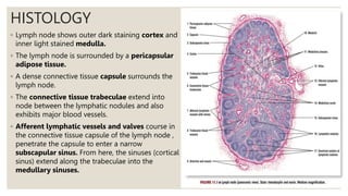 Histology of lymph node(lymph node histology) | PPTX