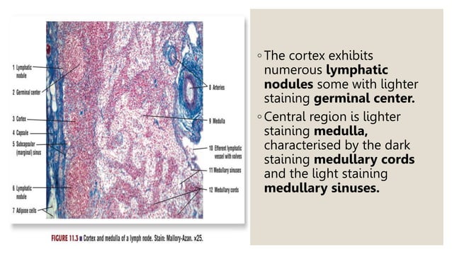 Histology Of Lymph Node Lymph Node Histology Pptx