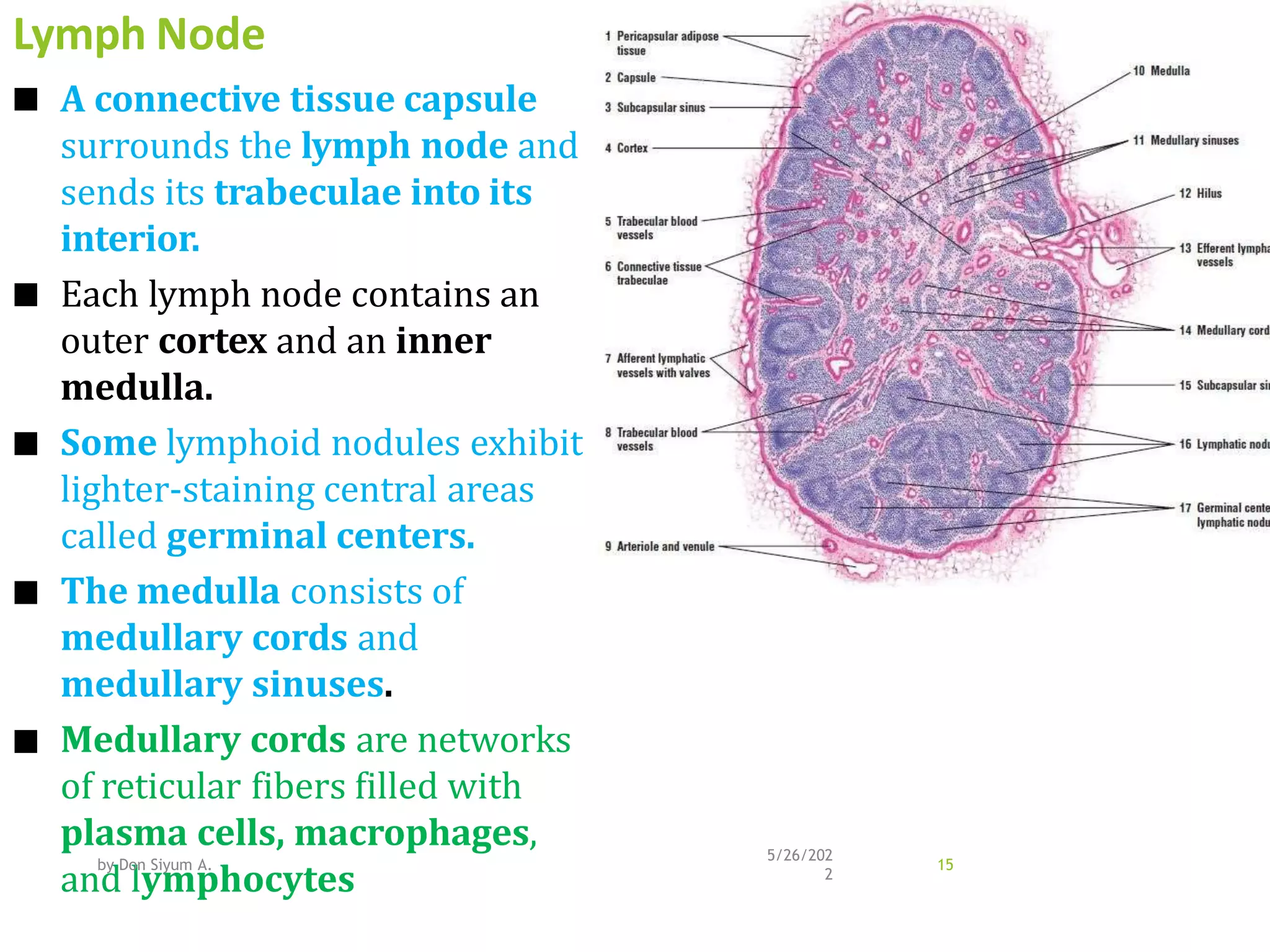 Histology of lymphatic system | PPTX